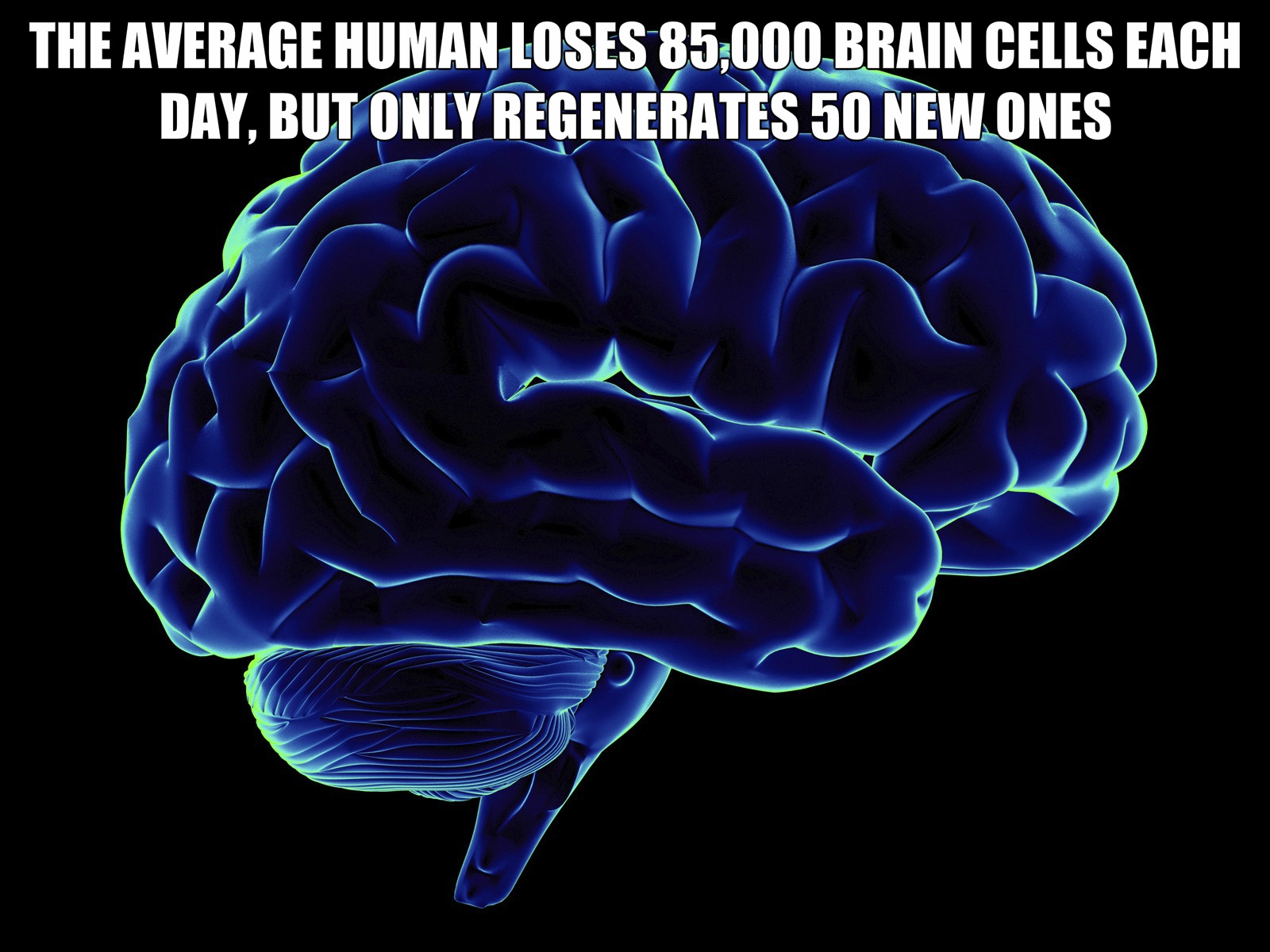 20 Facts About The Human Body Science Technology Gallery EBaum s