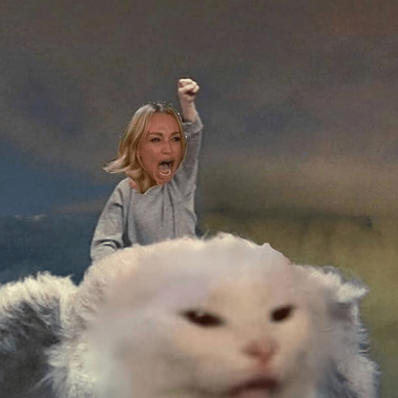 The Absolute Best Woman Yelling At Cat Memes Seriously Only The Good 
