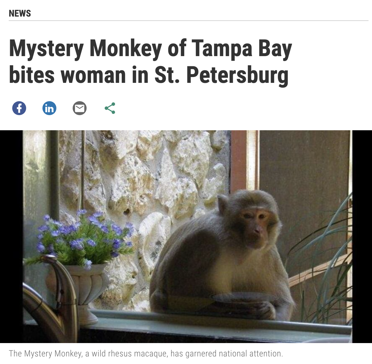 17 Times Bad Monkeys Made the News | eBaum's World