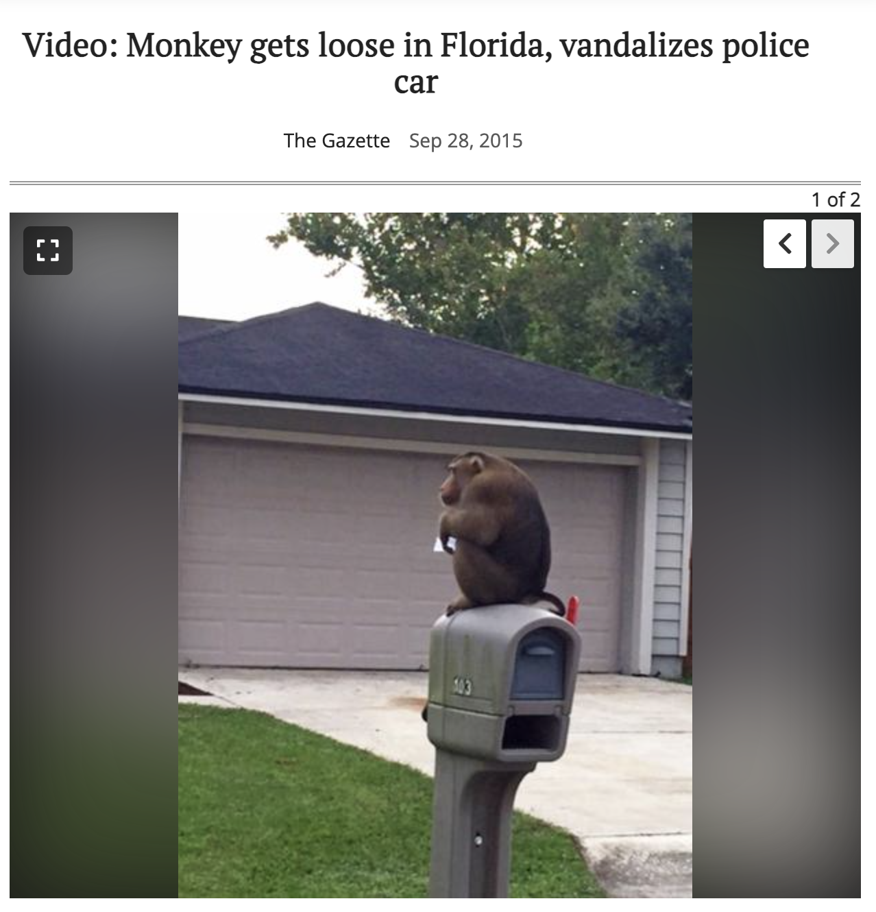 17 Times Bad Monkeys Made the News | eBaum's World