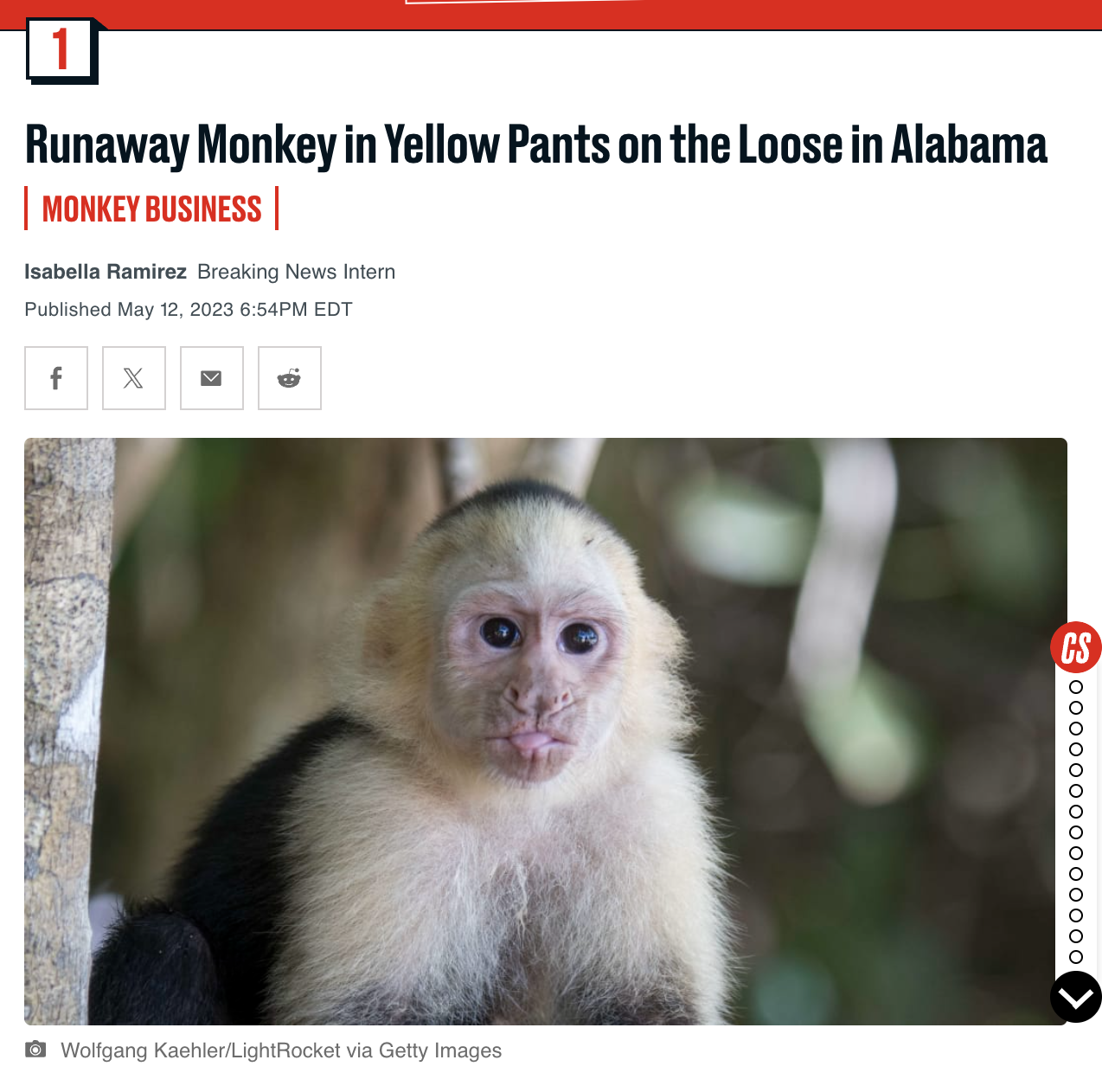 17 Times Bad Monkeys Made the News | eBaum's World