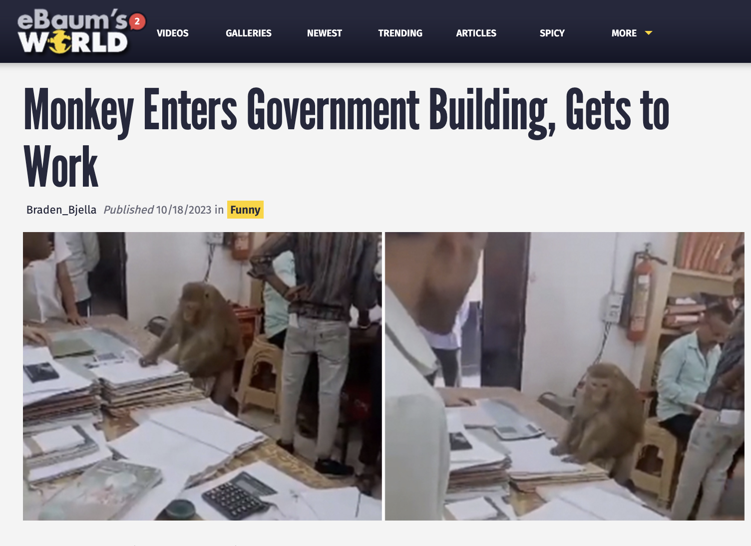 17 Times Bad Monkeys Made the News | eBaum's World