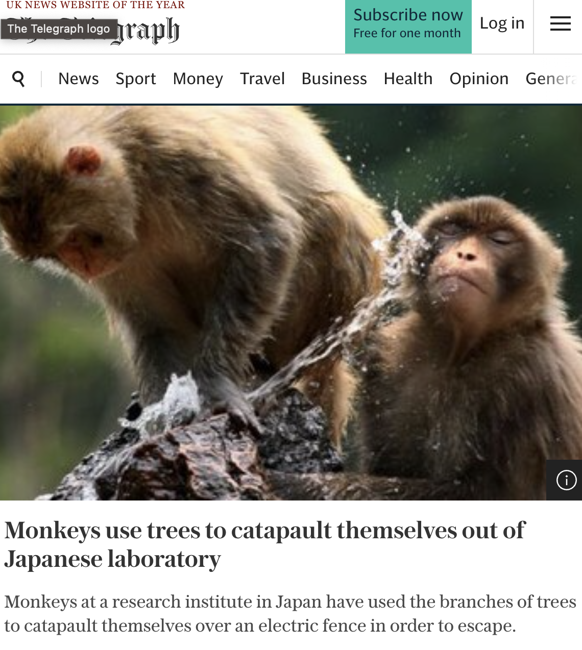 17 Times Bad Monkeys Made the News | eBaum's World
