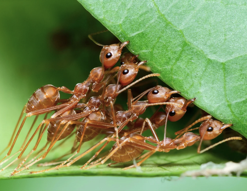 21 Creepy Facts about Ants That Are as Freaky as They Are Tiny | eBaum ...