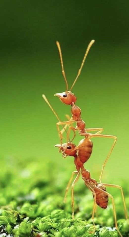 21 Creepy Facts about Ants That Are as Freaky as They Are Tiny | eBaum ...