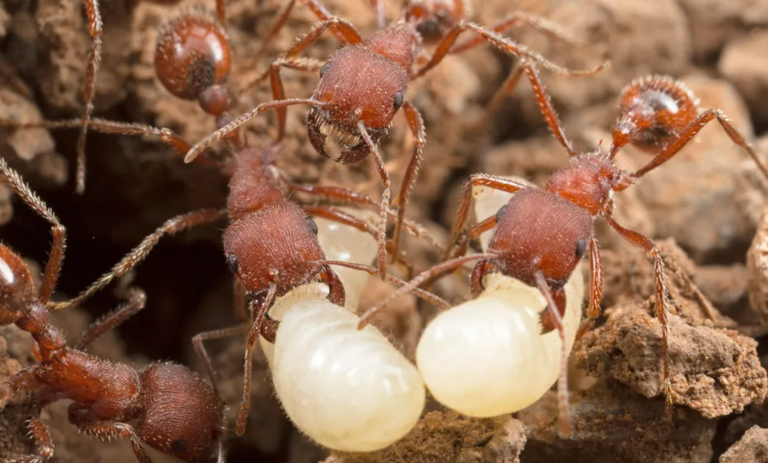 21 Creepy Facts about Ants That Are as Freaky as They Are Tiny | eBaum ...