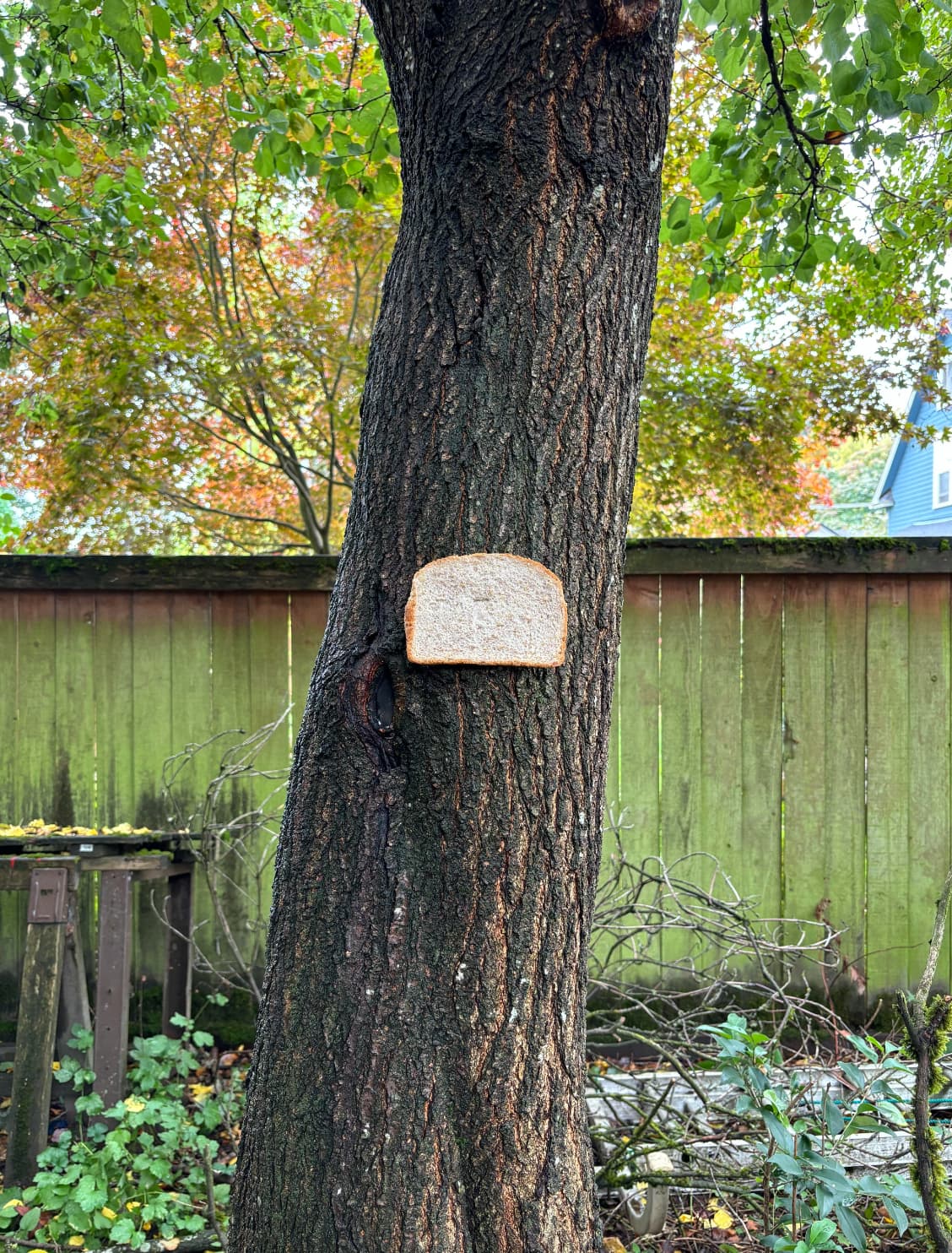 24 Photos of Bread Inexplicably Stapled to Trees | eBaum's World