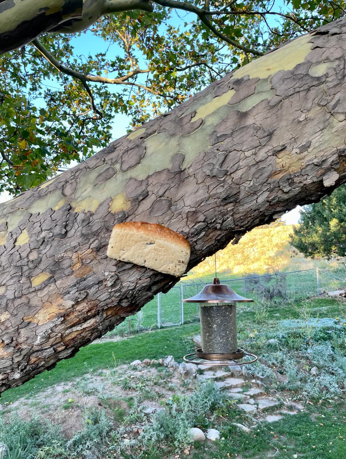 24 Photos of Bread Inexplicably Stapled to Trees | eBaum's World