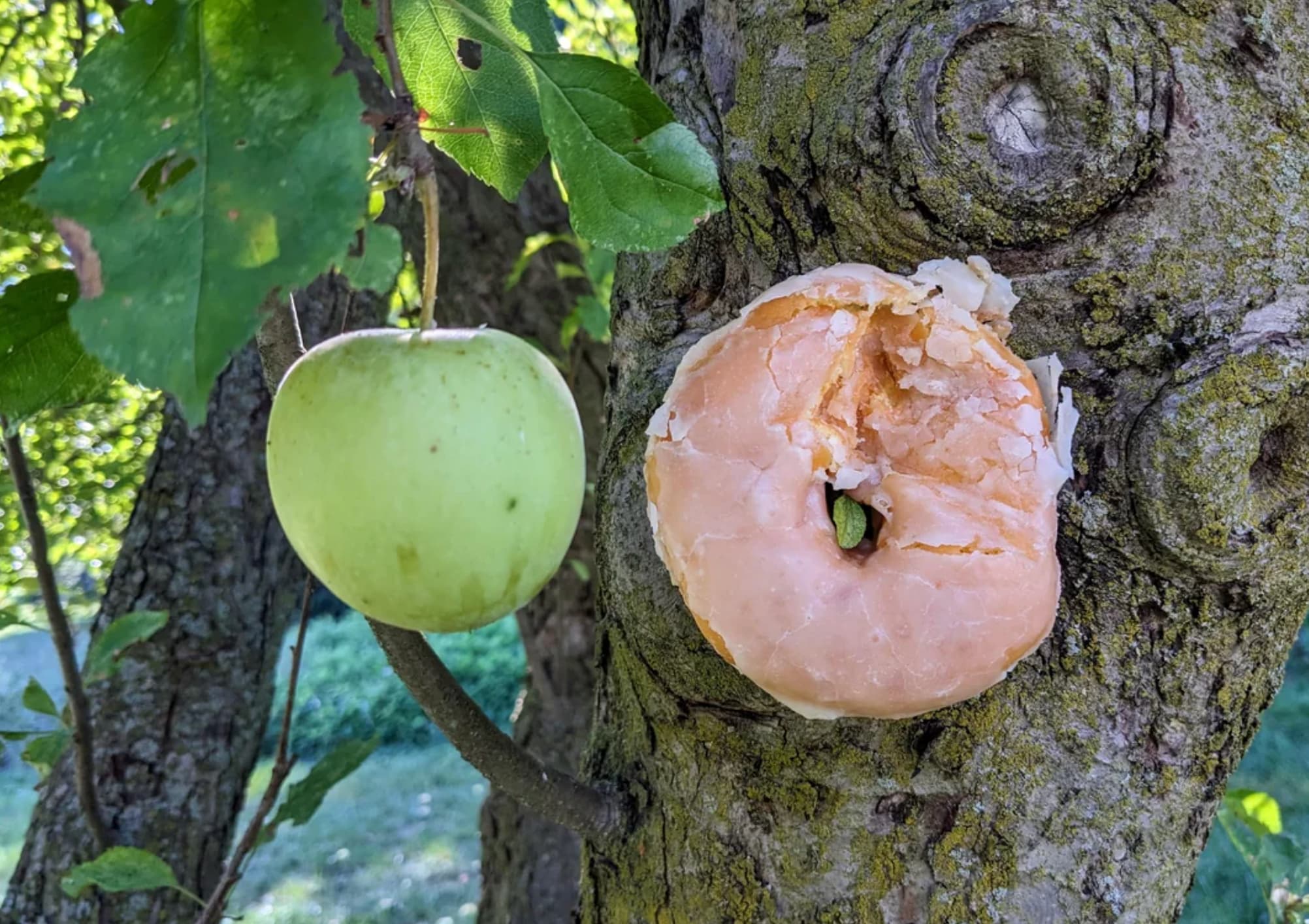 24 Photos of Bread Inexplicably Stapled to Trees | eBaum's World