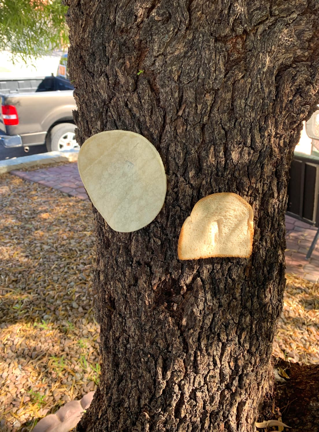 24 Photos of Bread Inexplicably Stapled to Trees | eBaum's World