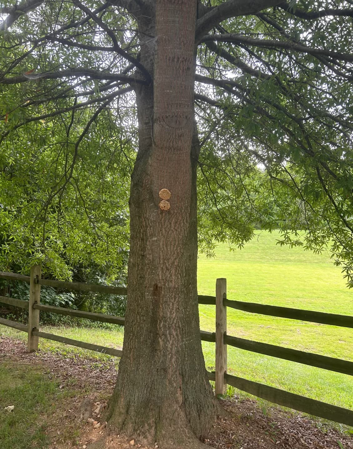 24 Photos of Bread Inexplicably Stapled to Trees | eBaum's World