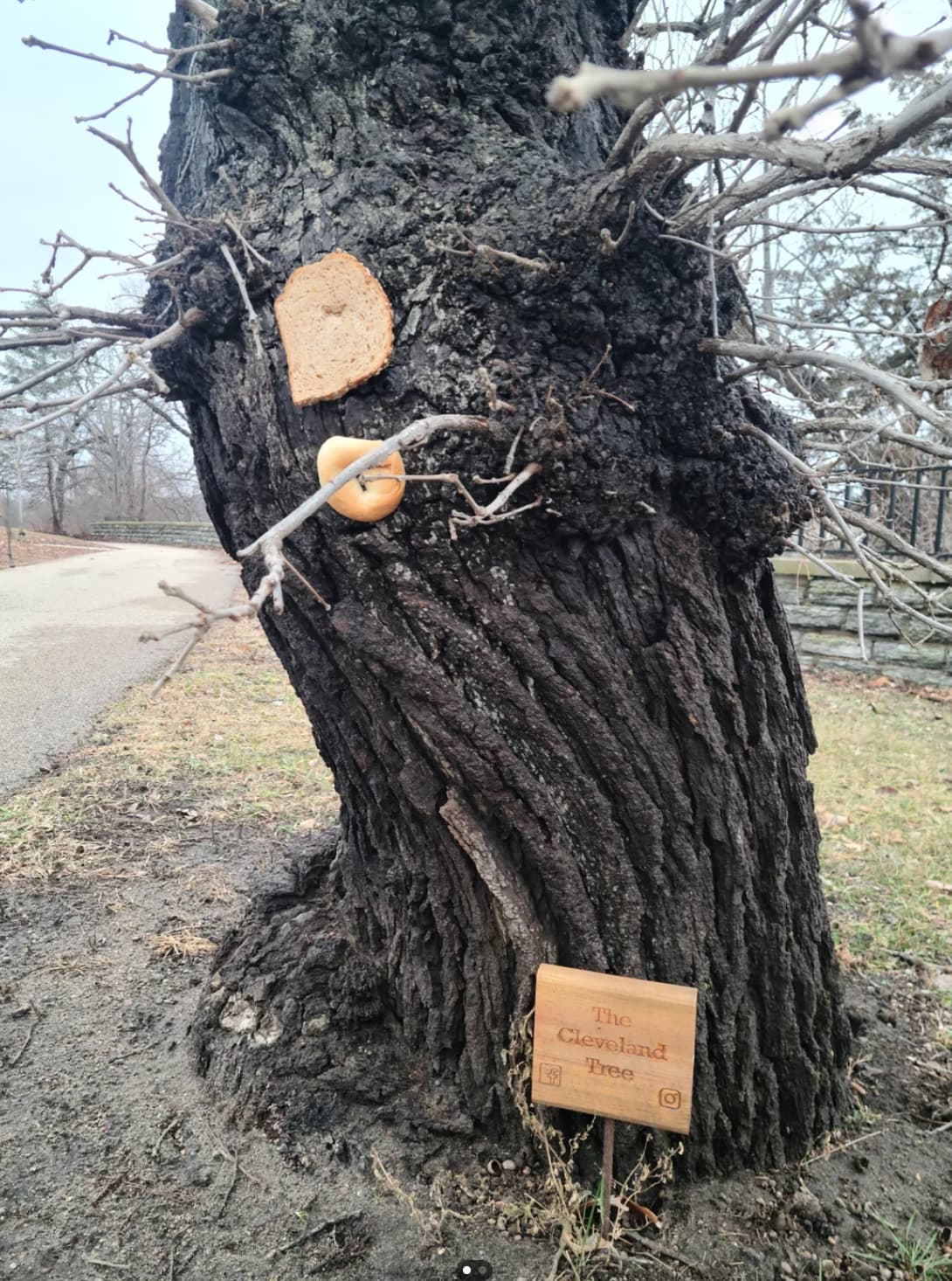 24 Photos of Bread Inexplicably Stapled to Trees | eBaum's World