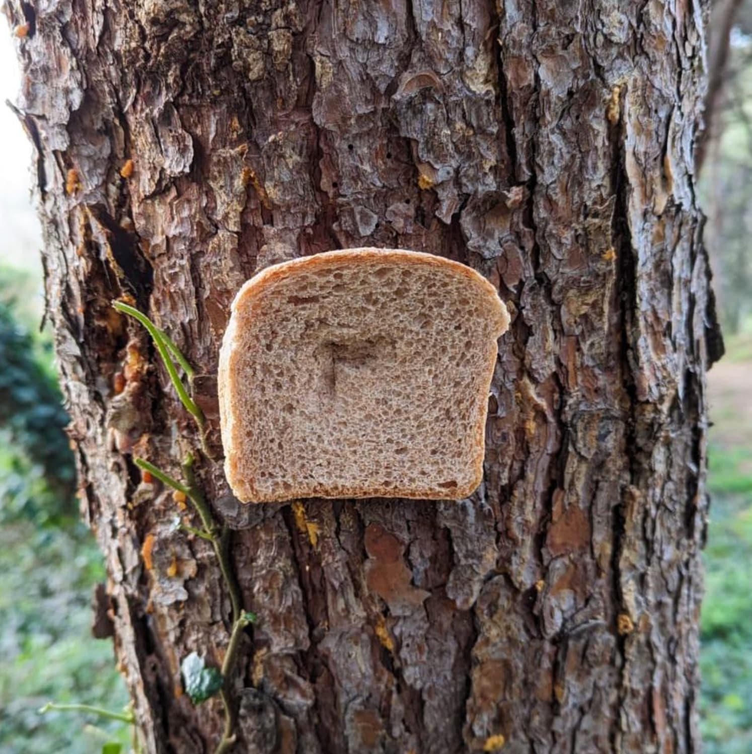 24 Photos of Bread Inexplicably Stapled to Trees | eBaum's World