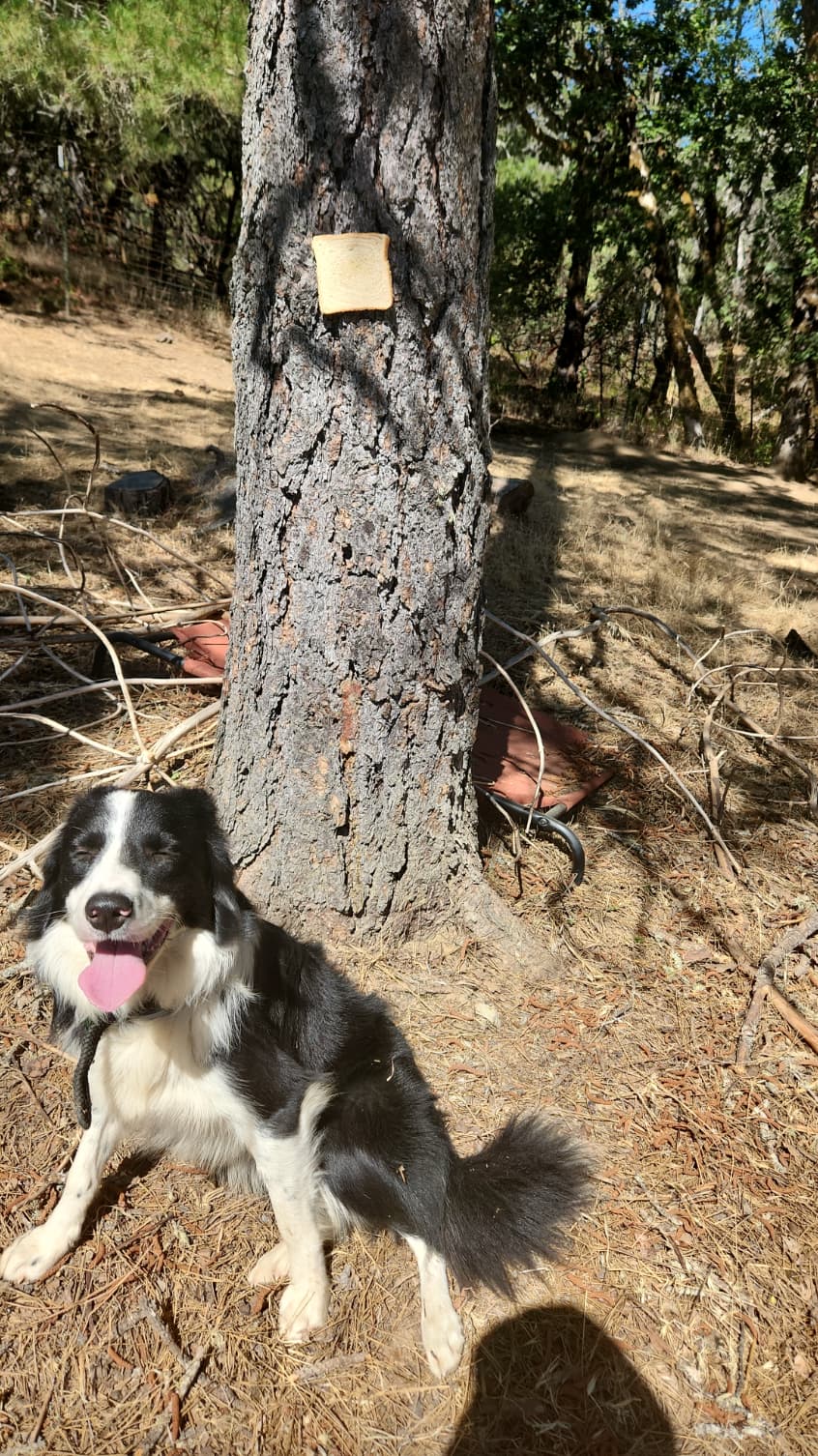 24 Photos of Bread Inexplicably Stapled to Trees | eBaum's World