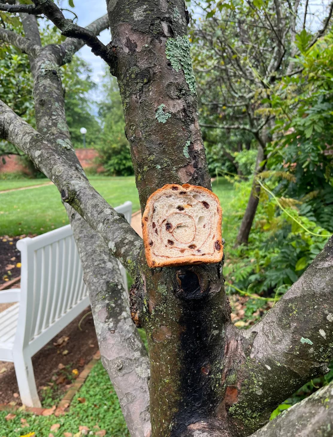 24 Photos of Bread Inexplicably Stapled to Trees | eBaum's World