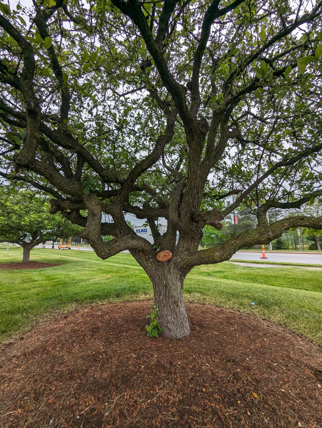 24 Photos of Bread Inexplicably Stapled to Trees | eBaum's World