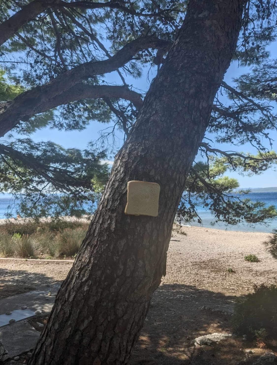 24 Photos of Bread Inexplicably Stapled to Trees | eBaum's World