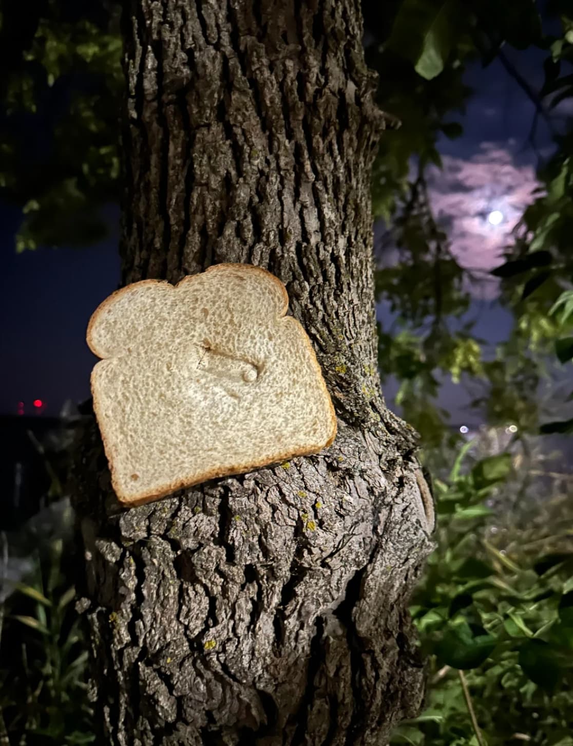 24 Photos of Bread Inexplicably Stapled to Trees | eBaum's World