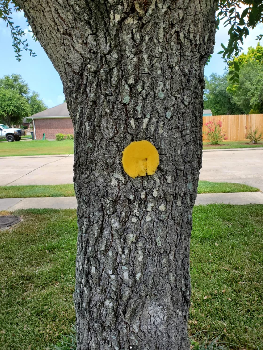 24 Photos of Bread Inexplicably Stapled to Trees | eBaum's World