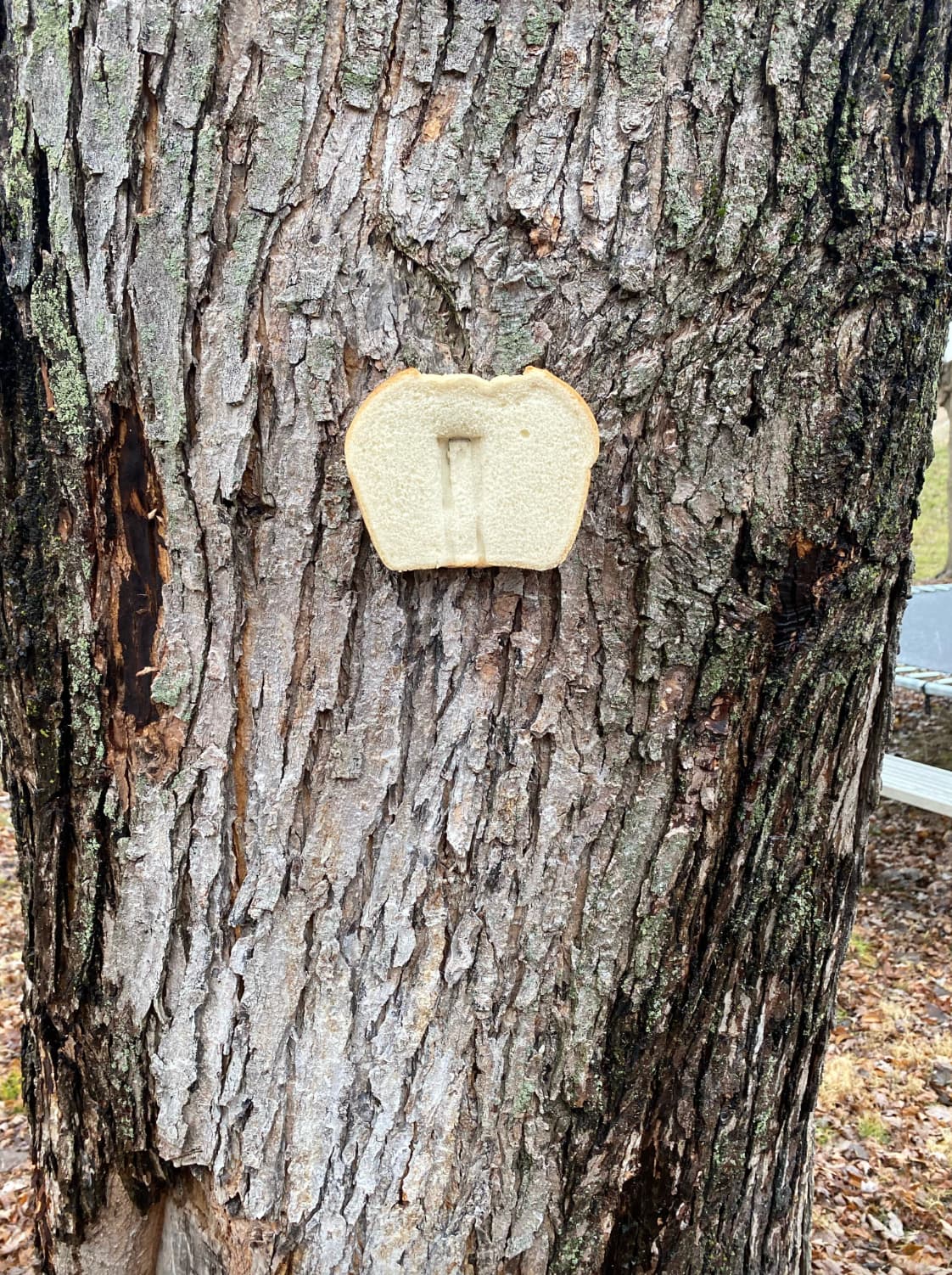 24 Photos of Bread Inexplicably Stapled to Trees | eBaum's World
