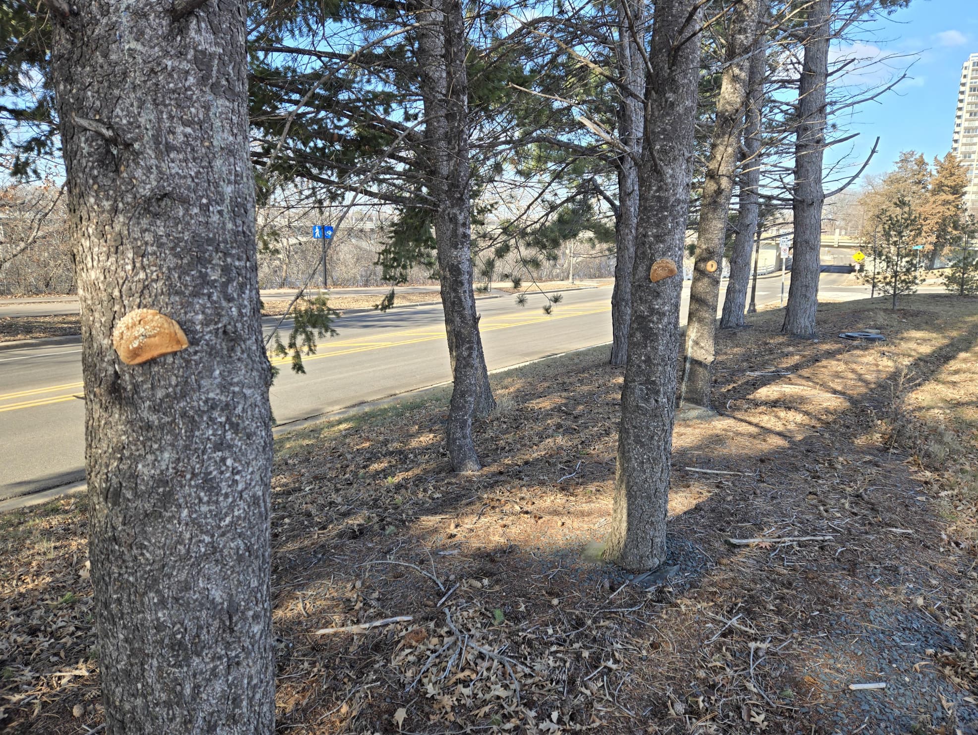 24 Photos of Bread Inexplicably Stapled to Trees | eBaum's World