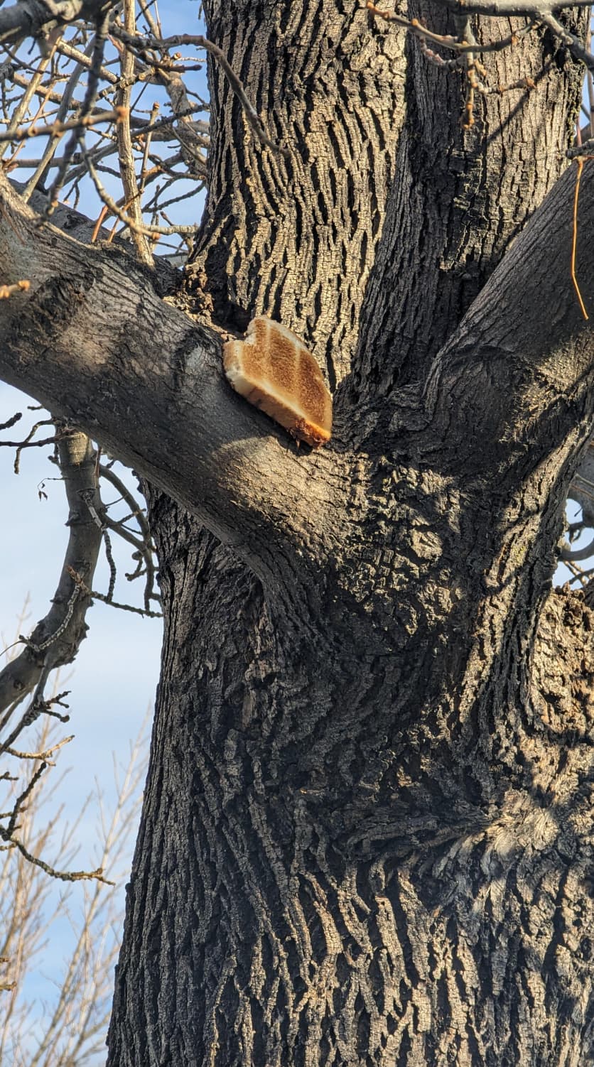 24 Photos of Bread Inexplicably Stapled to Trees | eBaum's World
