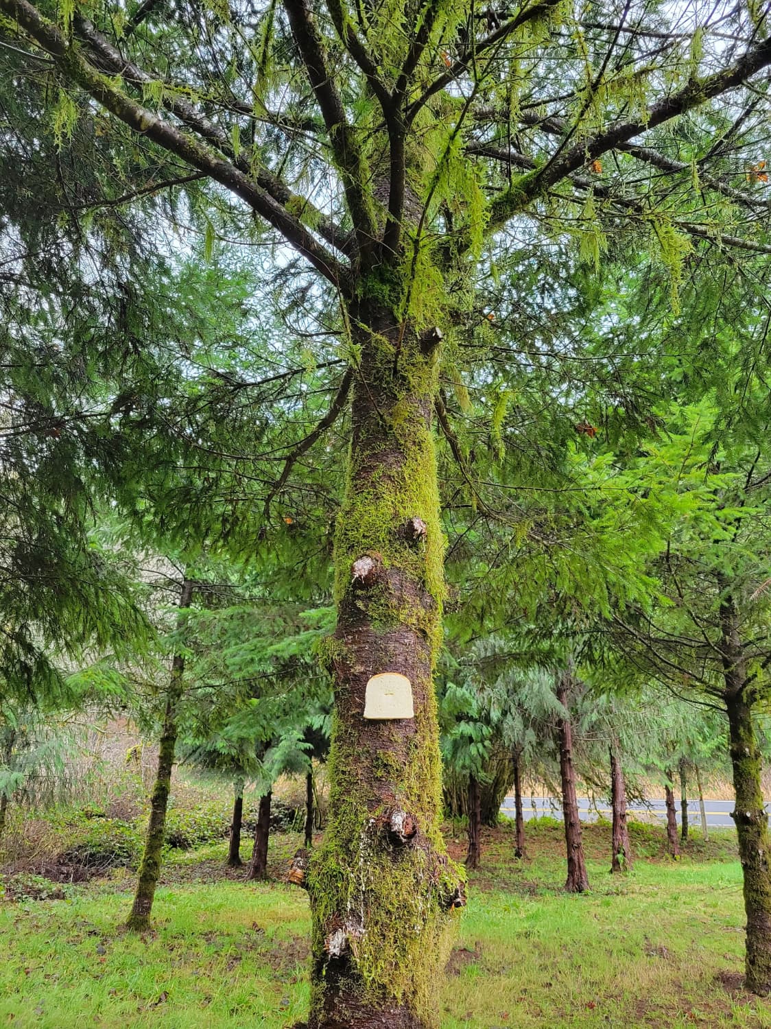 24 Photos of Bread Inexplicably Stapled to Trees | eBaum's World