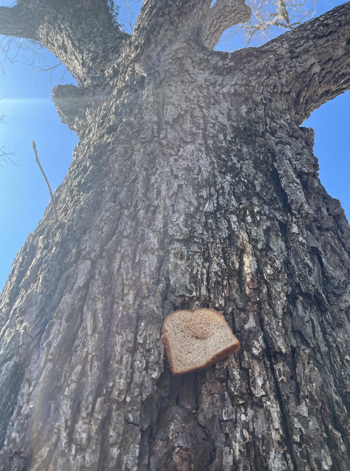 24 Photos of Bread Inexplicably Stapled to Trees | eBaum's World