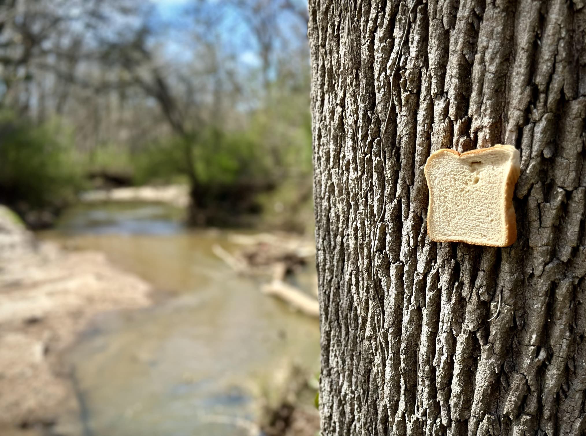 24 Photos of Bread Inexplicably Stapled to Trees | eBaum's World