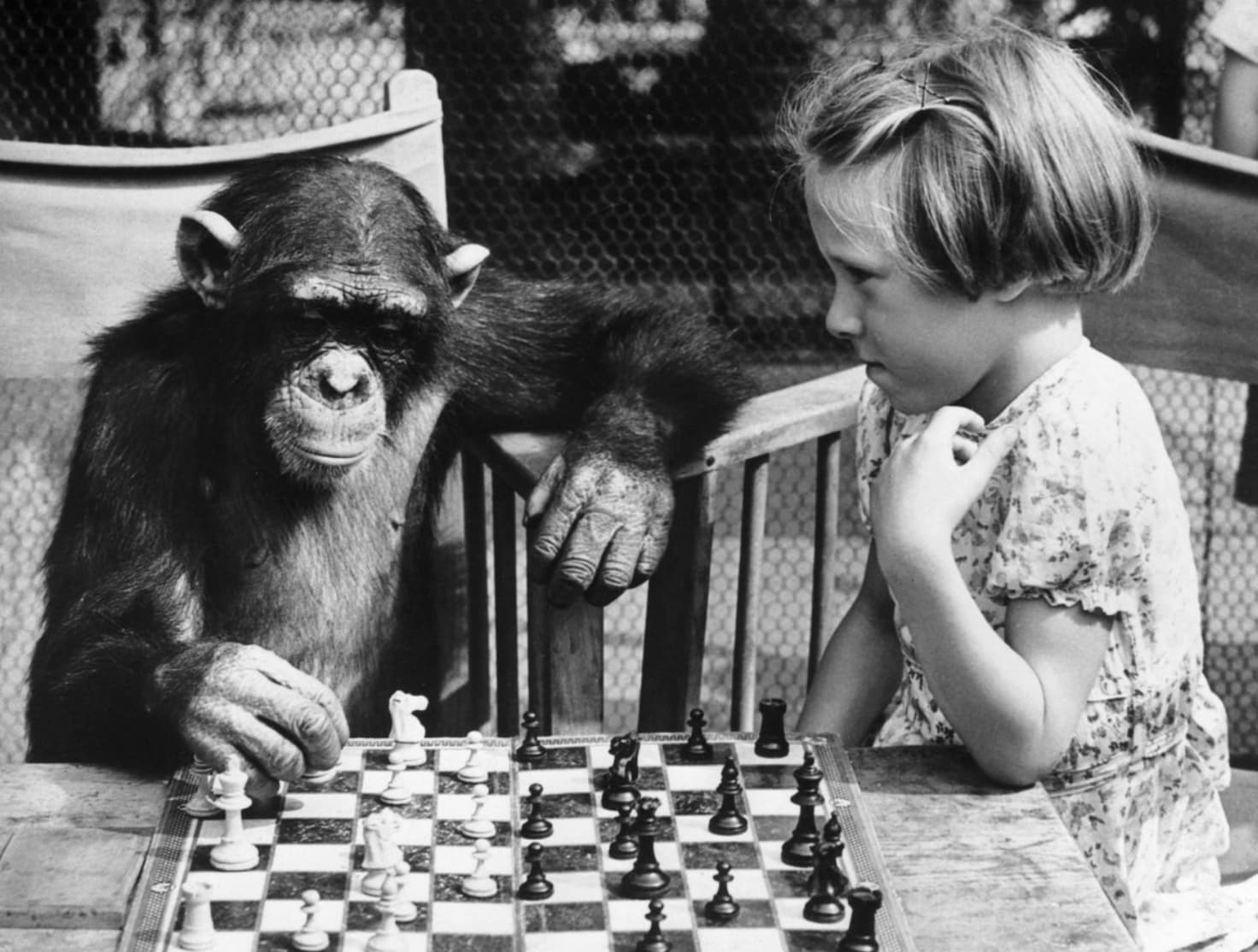 22 Old-School Cool Chimps We'd Love to Chill With | eBaum's World