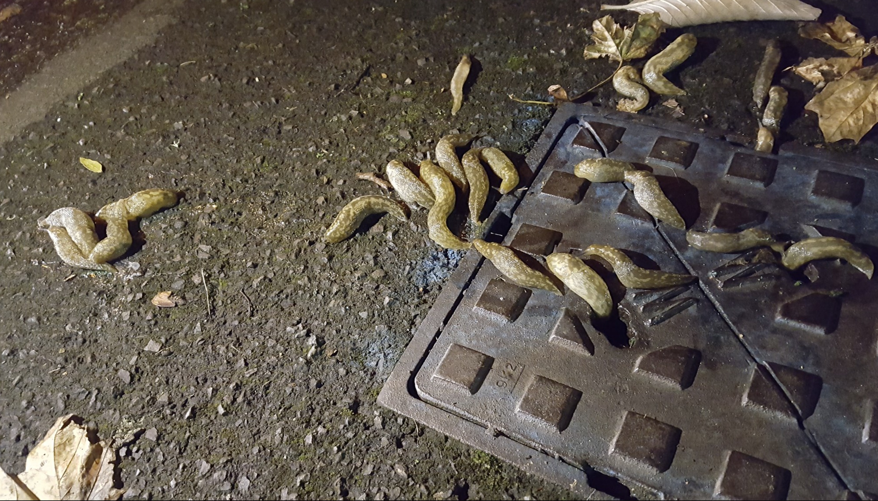 22 Things You Don't Want to See Crawling Out of Your Drain | eBaum's World