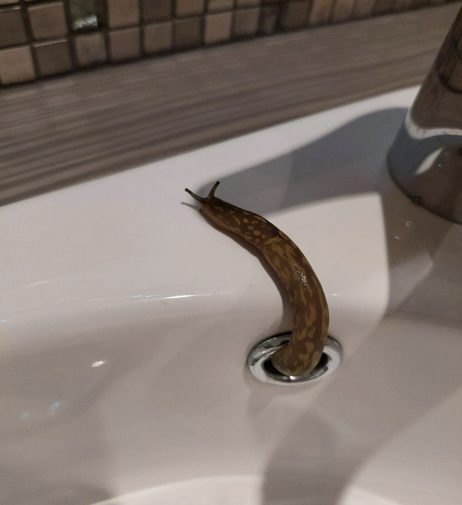 22 Things You Don't Want to See Crawling Out of Your Drain | eBaum's World