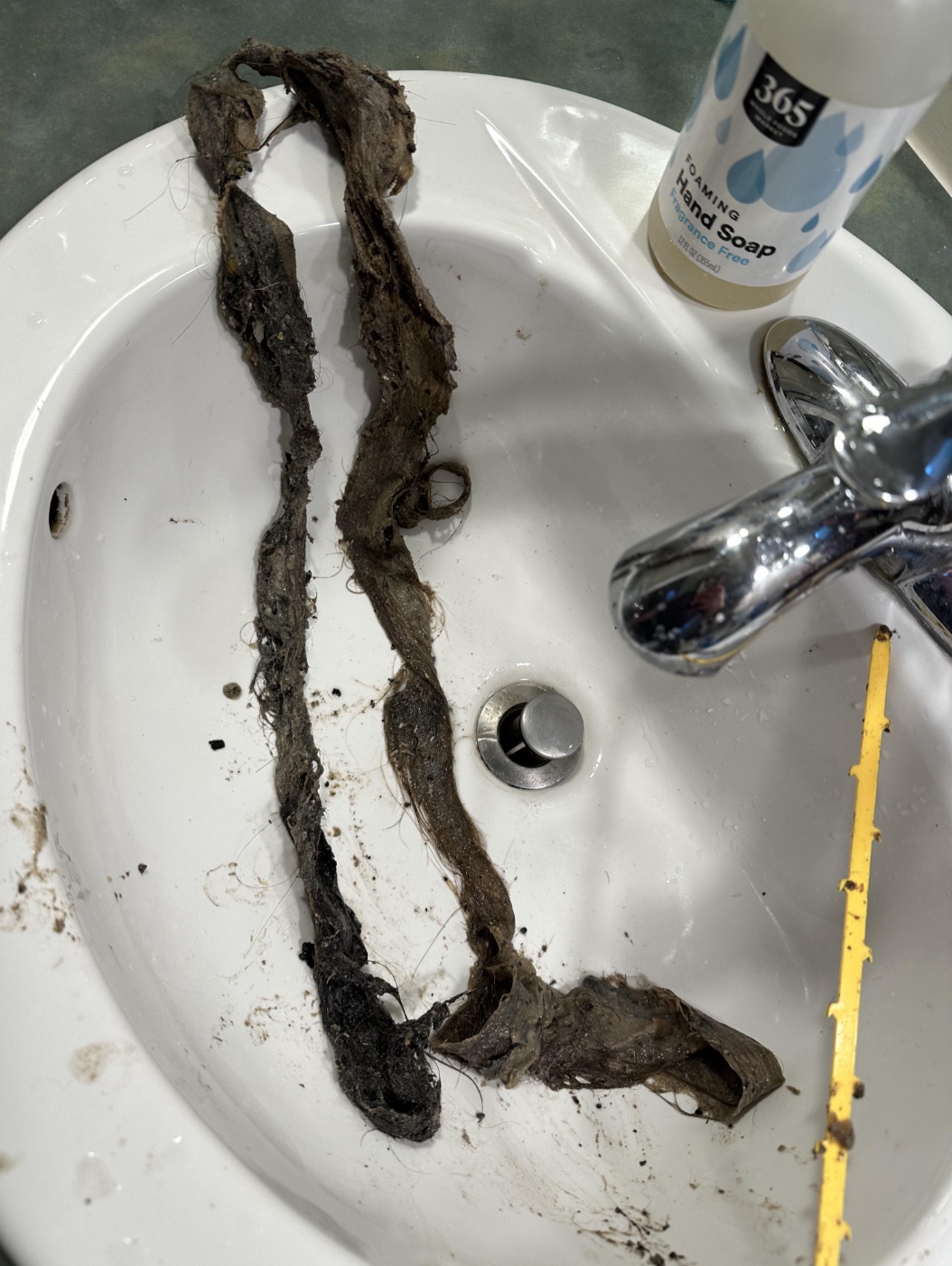 22 Things You Don't Want to See Crawling Out of Your Drain | eBaum's World