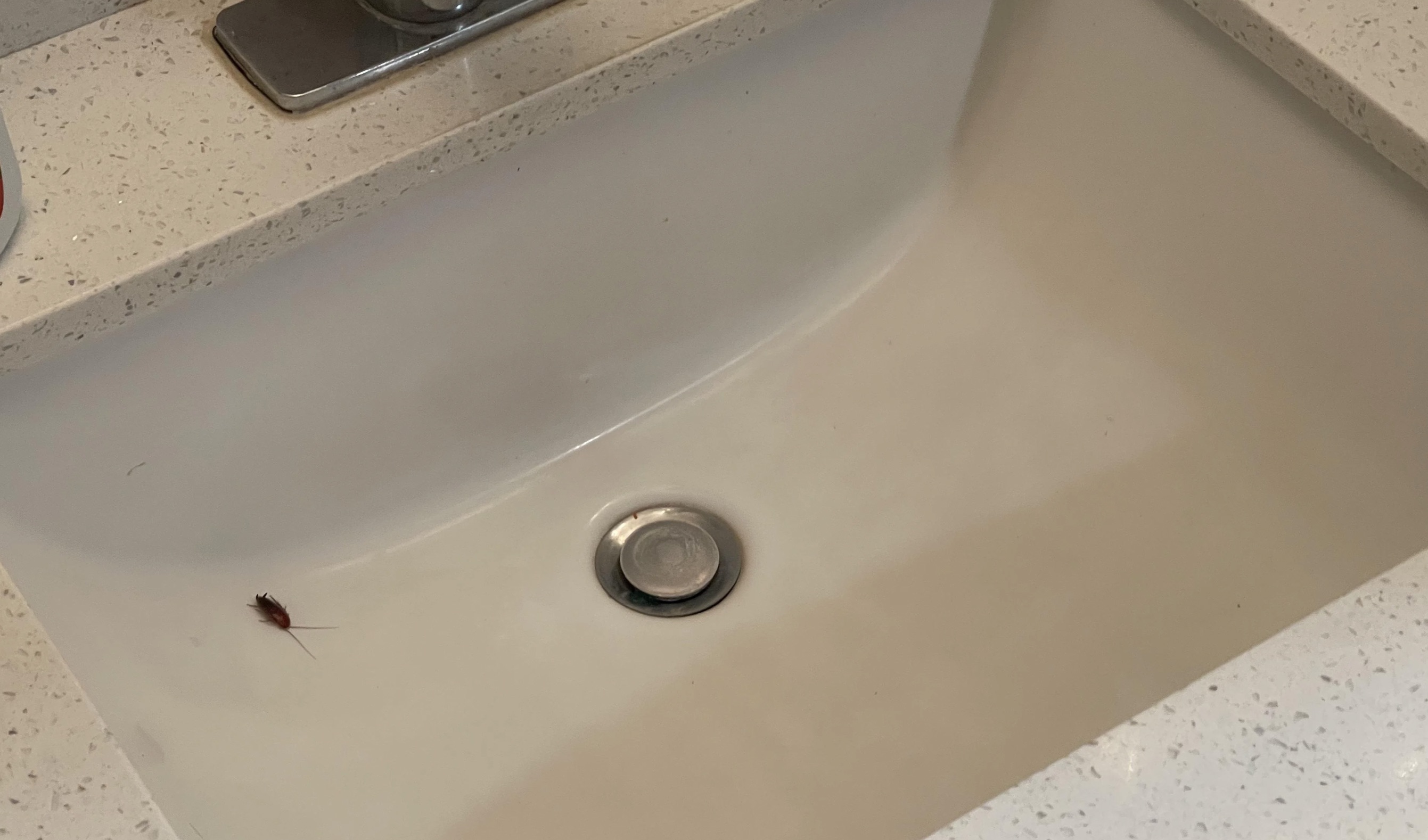 22 Things You Don't Want to See Crawling Out of Your Drain | eBaum's World