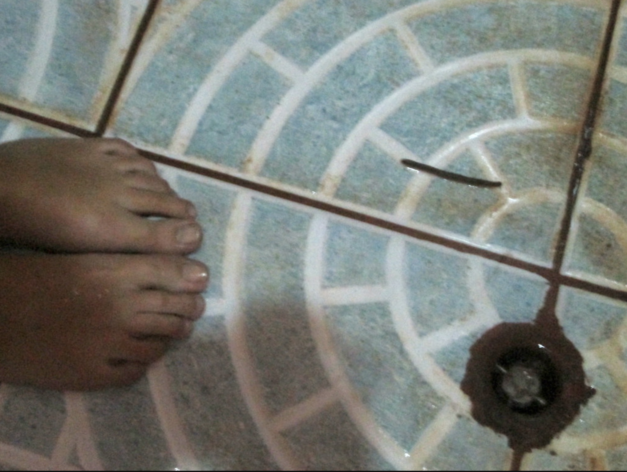 22 Things You Don't Want to See Crawling Out of Your Drain | eBaum's World