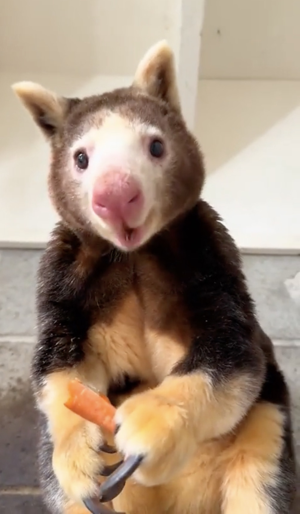 Check Out These Weird Animals You Didn't Know Existed | eBaum's World