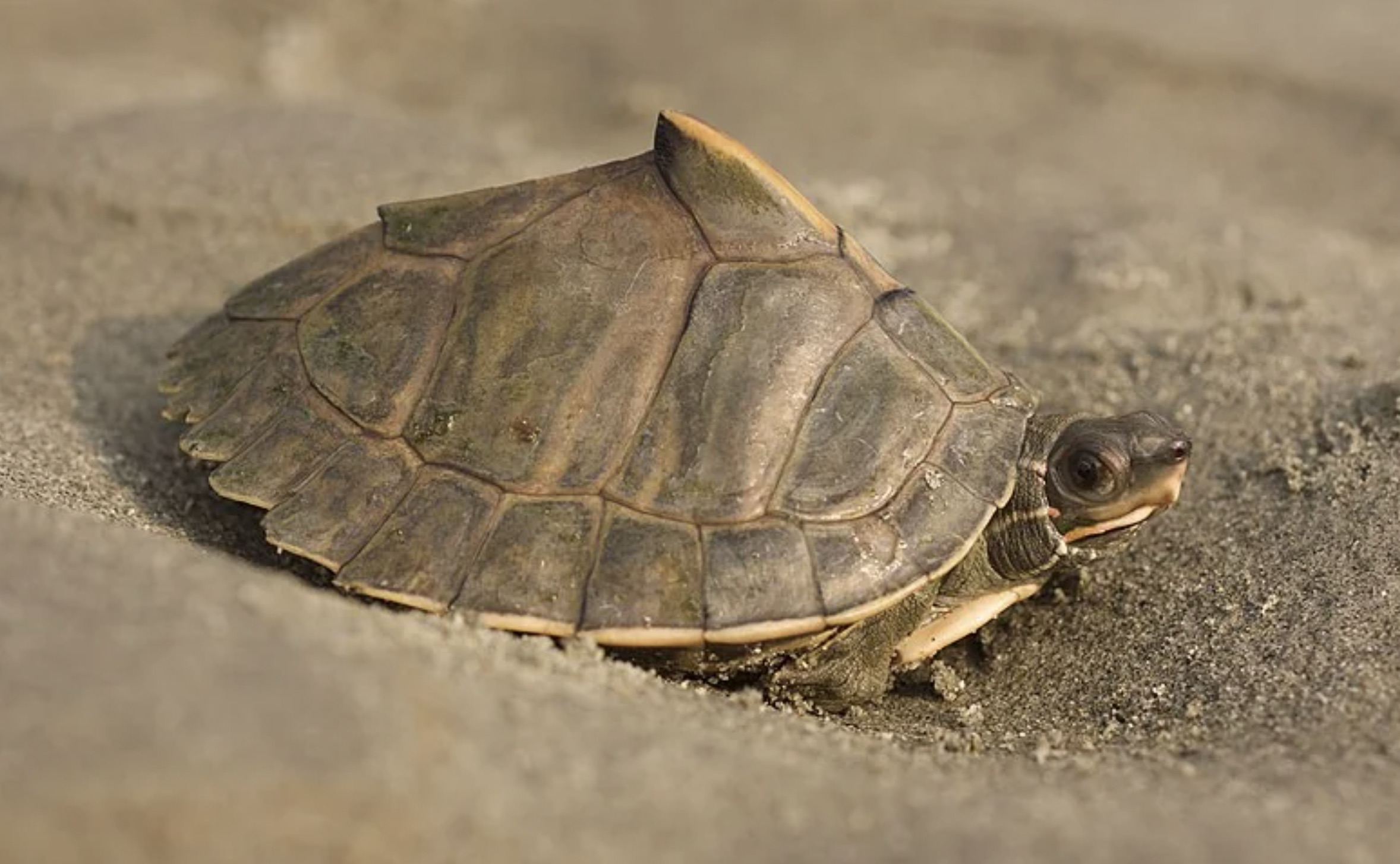 Check Out These Weird Animals You Didn't Know Existed | eBaum's World