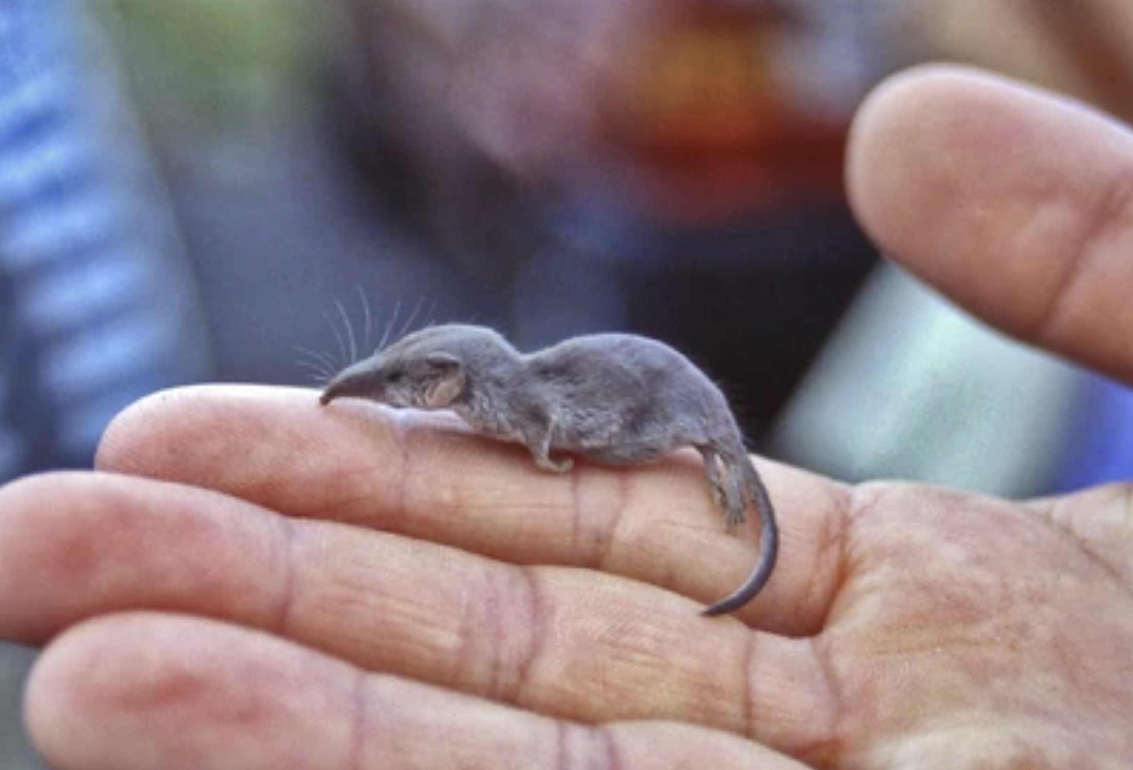 Check Out These Weird Animals You Didn't Know Existed | eBaum's World