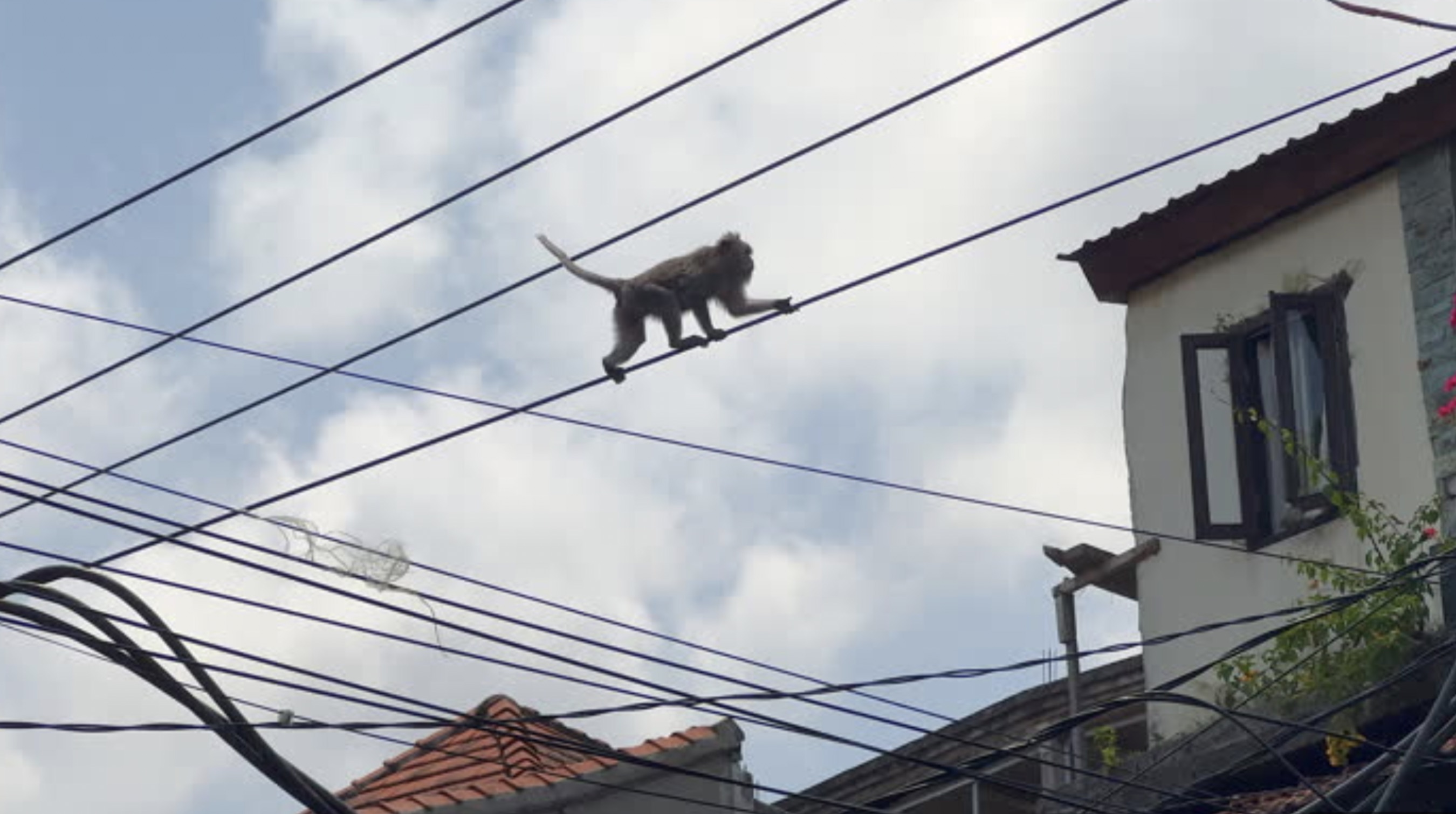 30 Pics Showing The Unstoppable Global Monkey Takeover | eBaum's World