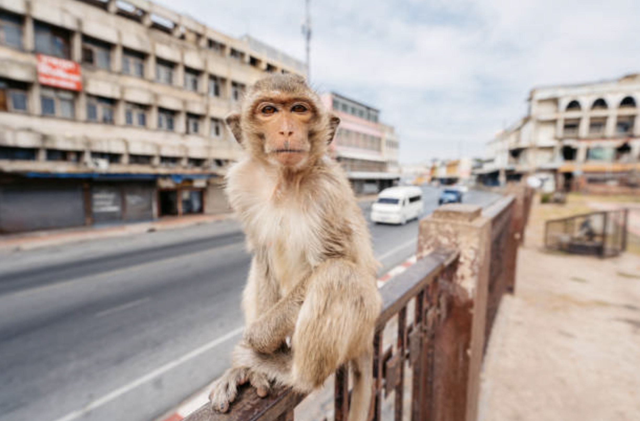 30 Pics Showing The Unstoppable Global Monkey Takeover | eBaum's World