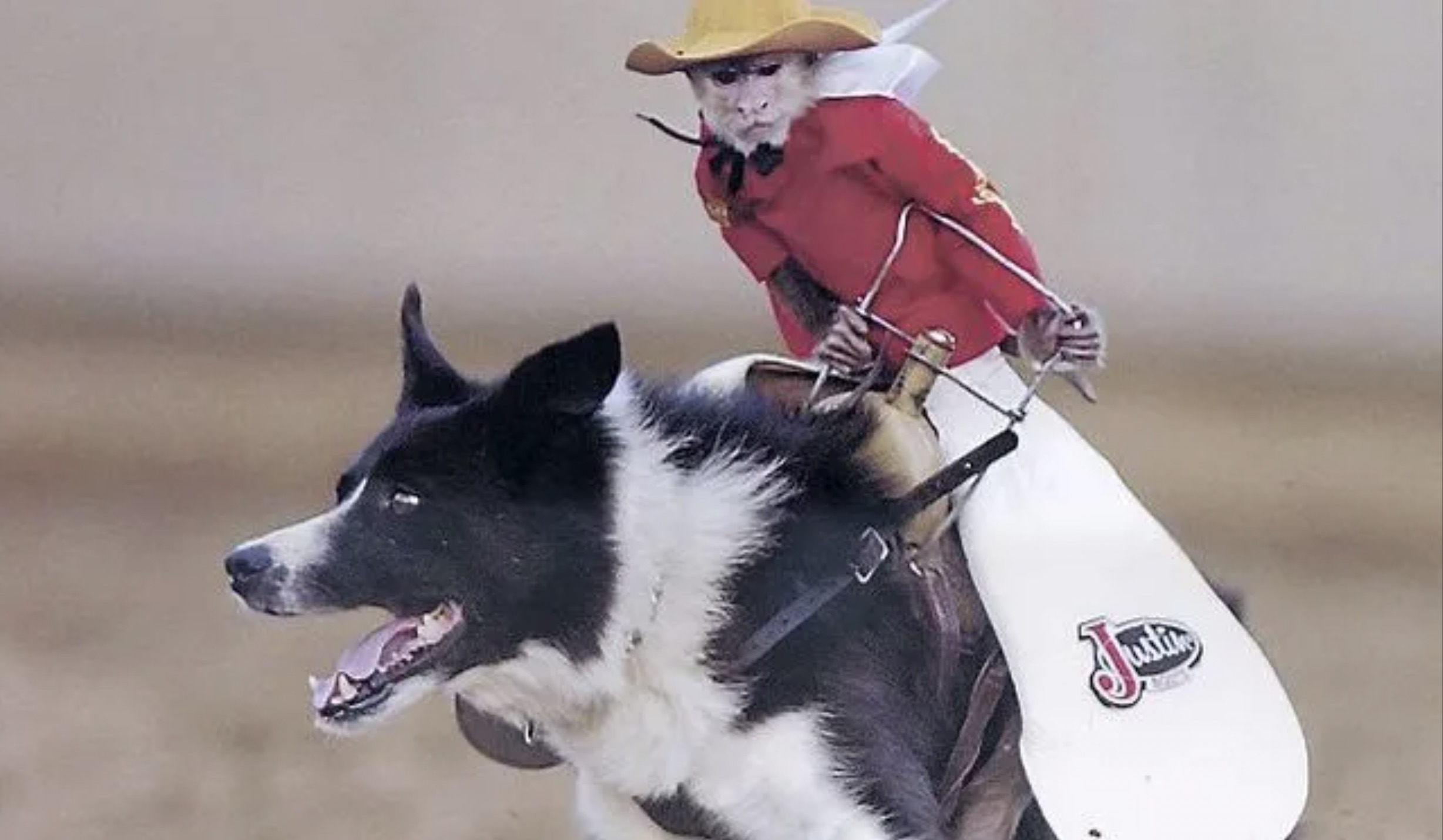 45 Photos of Monkey Rodeo Cowboys Doing Their Thing | eBaum's World