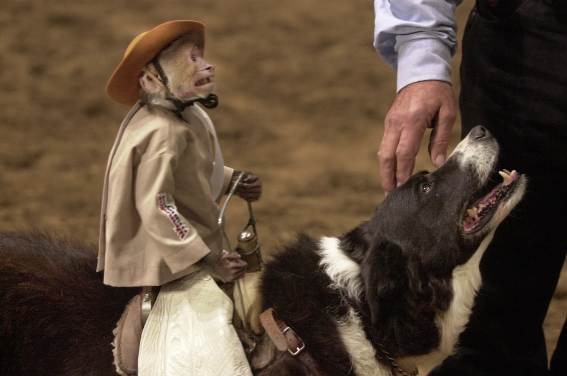 45 Photos of Monkey Rodeo Cowboys Doing Their Thing | eBaum's World