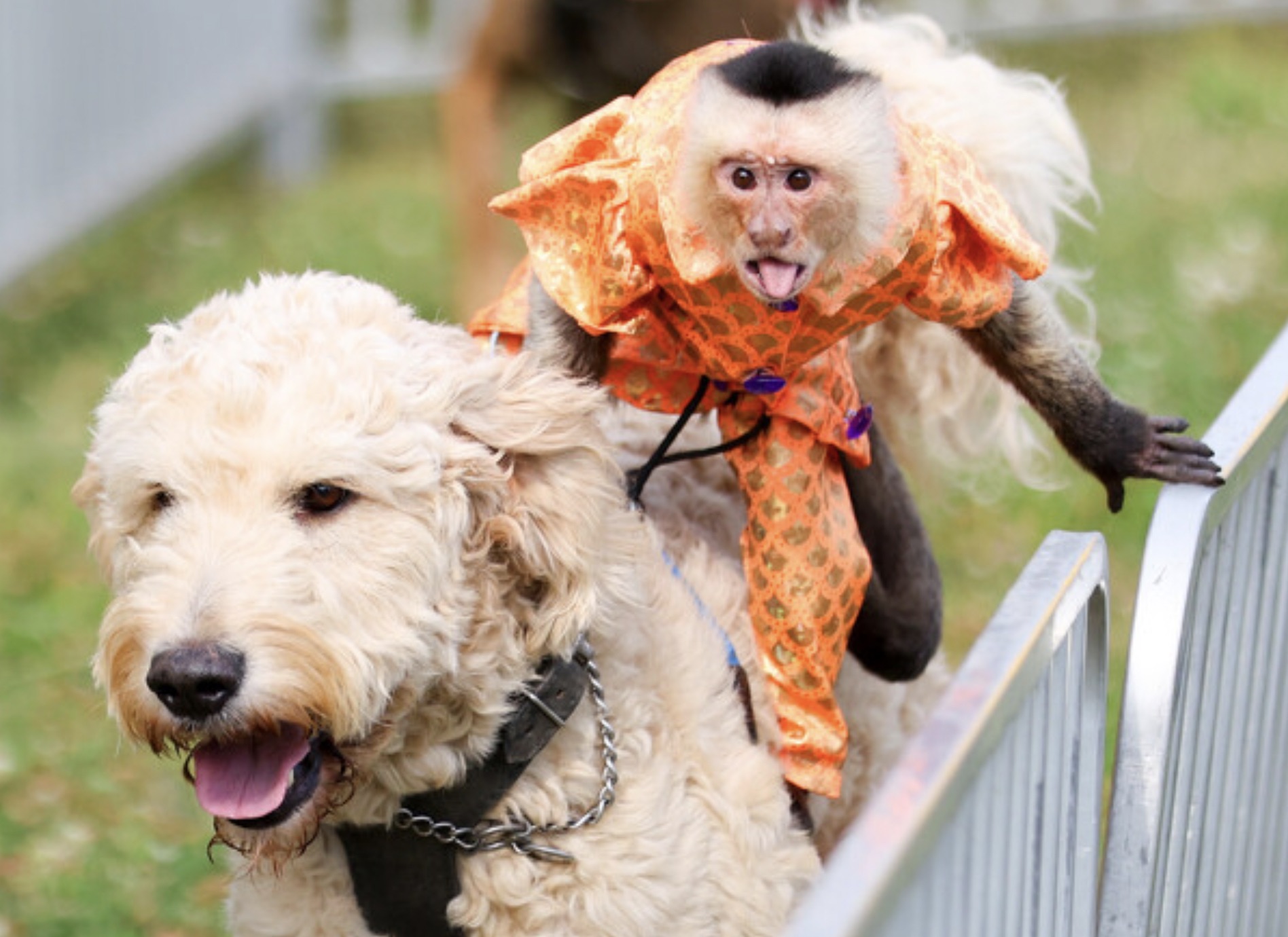 45 Photos of Monkey Rodeo Cowboys Doing Their Thing | eBaum's World