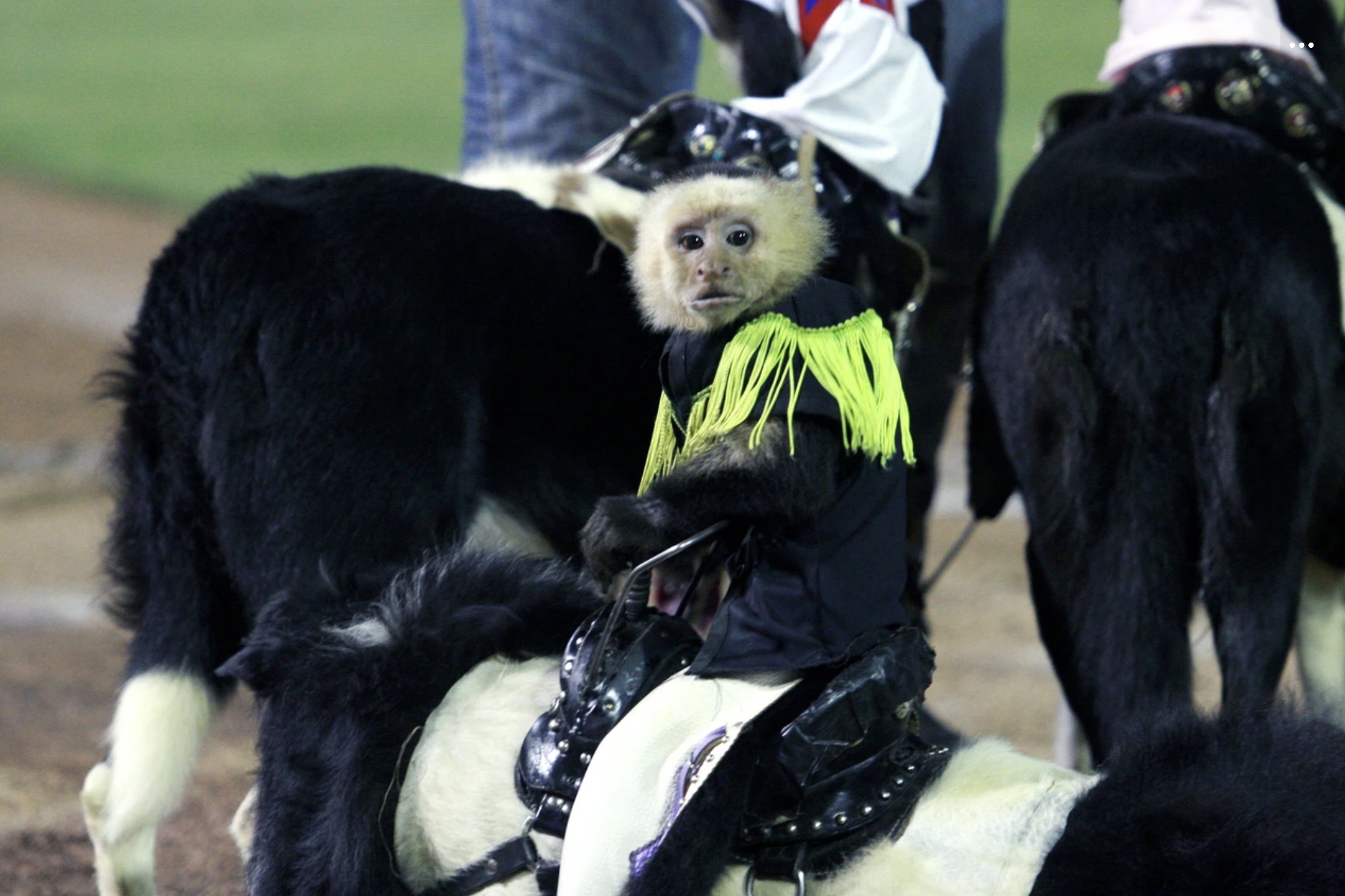 45 Photos of Monkey Rodeo Cowboys Doing Their Thing | eBaum's World