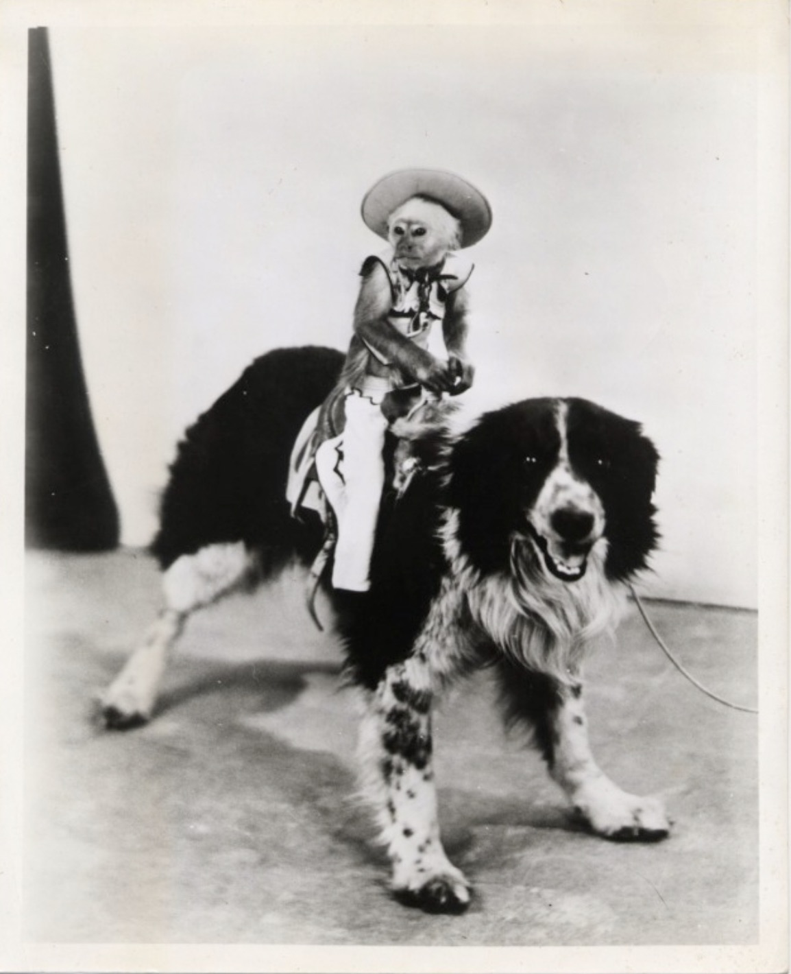 45 Photos of Monkey Rodeo Cowboys Doing Their Thing | eBaum's World