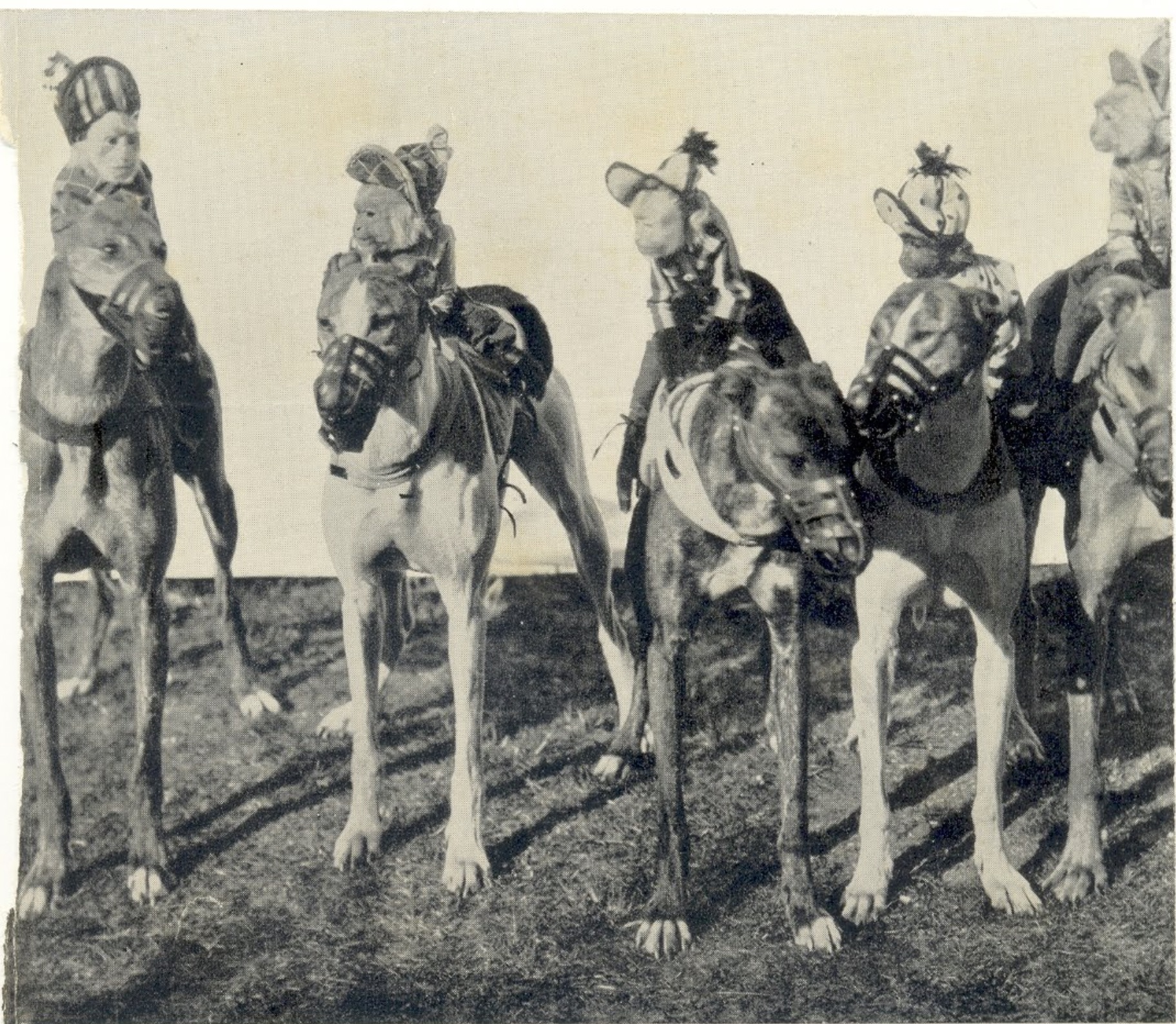 45 Photos of Monkey Rodeo Cowboys Doing Their Thing | eBaum's World