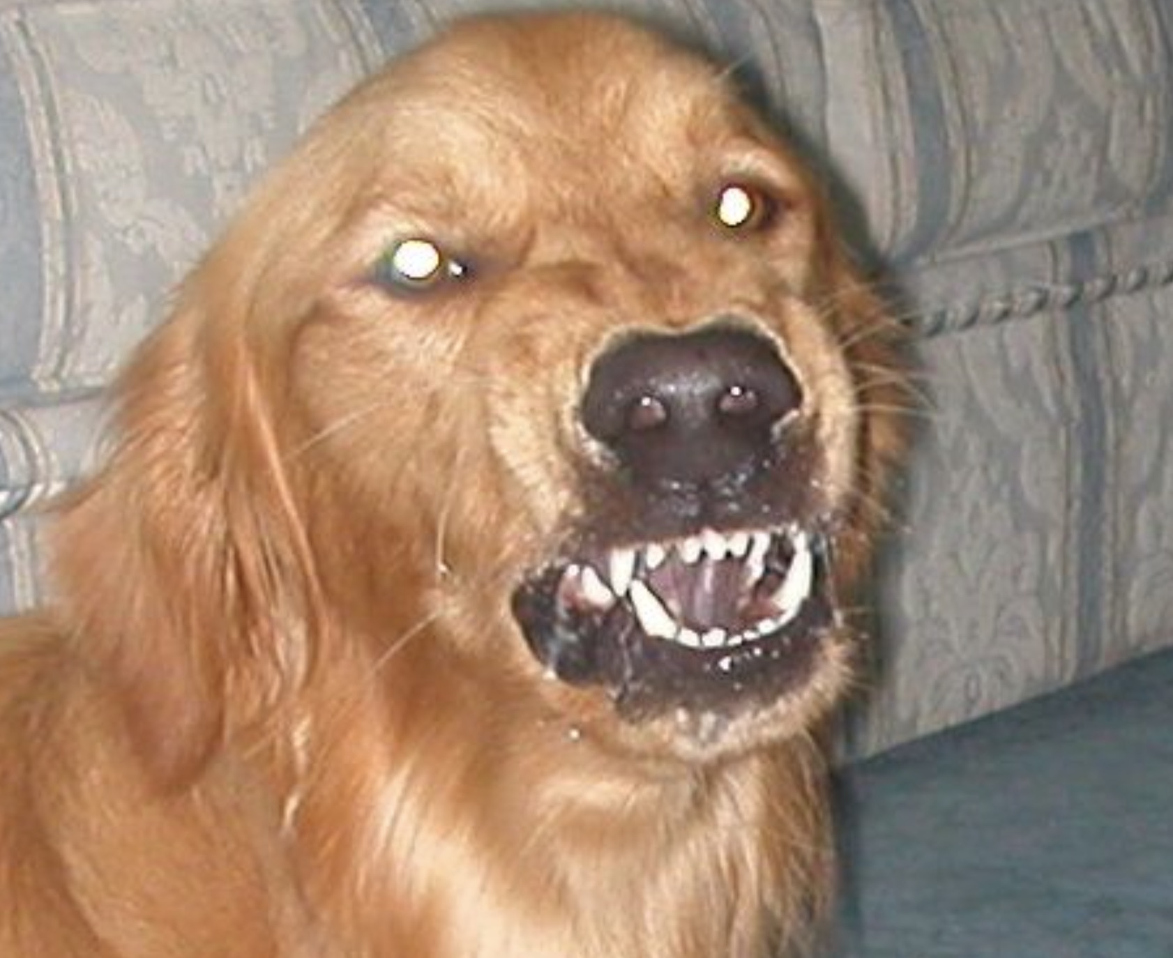 50 Powered-Up Dogs About to Unleash Their Laser Vision | eBaum's World