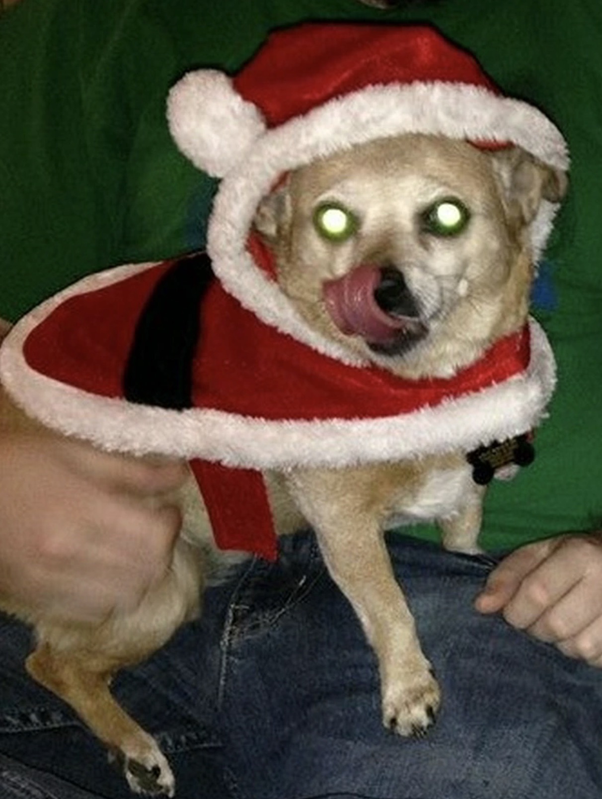 50 Powered-Up Dogs About to Unleash Their Laser Vision | eBaum's World