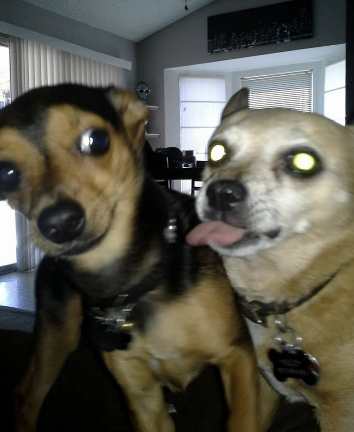 50 Powered-Up Dogs About to Unleash Their Laser Vision | eBaum's World