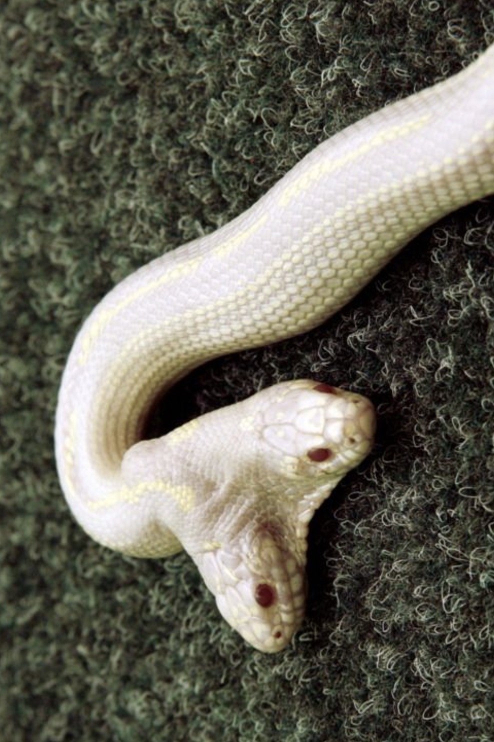 50 Cursed Randoms for a Terror-Filled Night's Sleep | eBaum's World